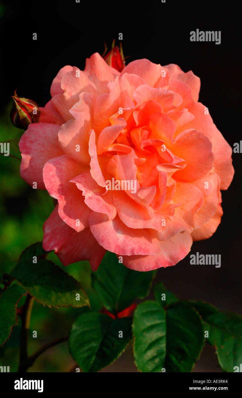 Delicate rose tones hi-res stock photography and images - Alamy