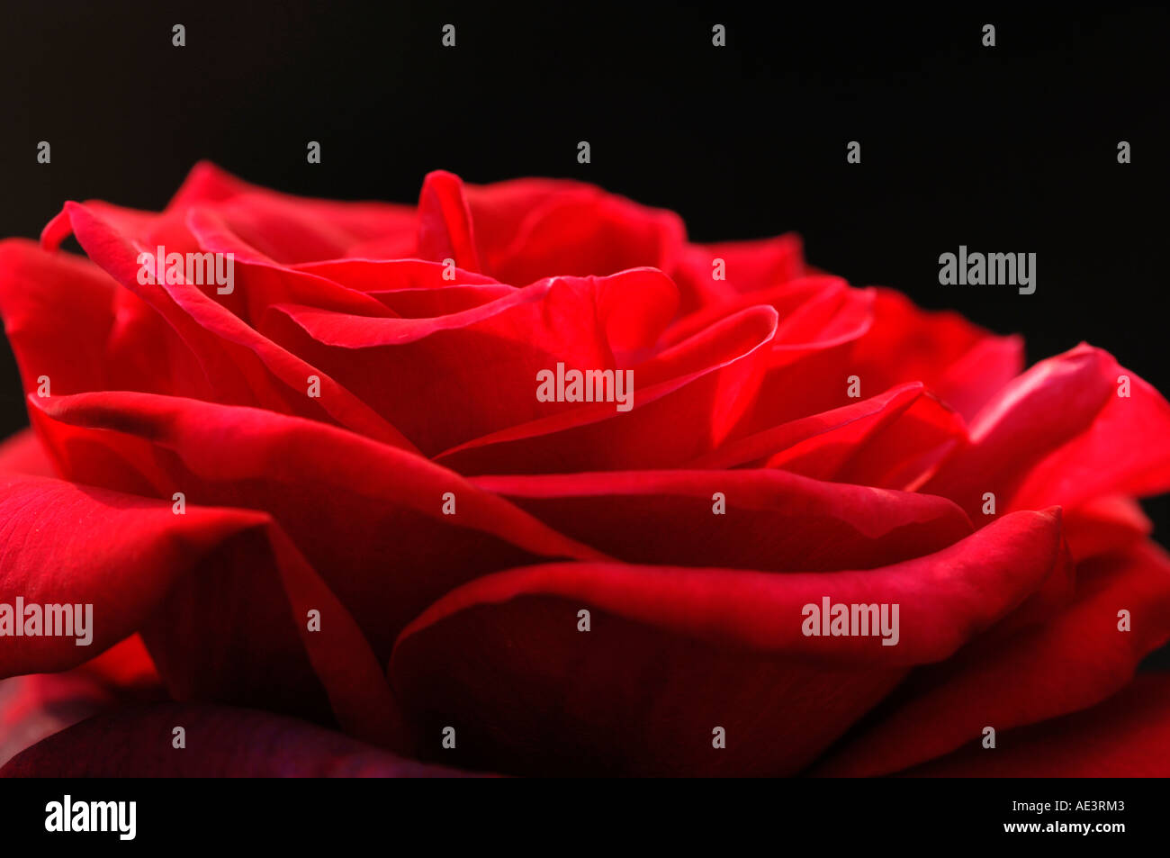 Rose profile hi-res stock photography and images - Alamy