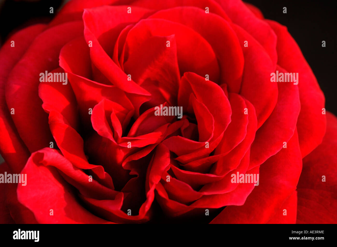 Red Rose In Detail Stock Photo - Alamy