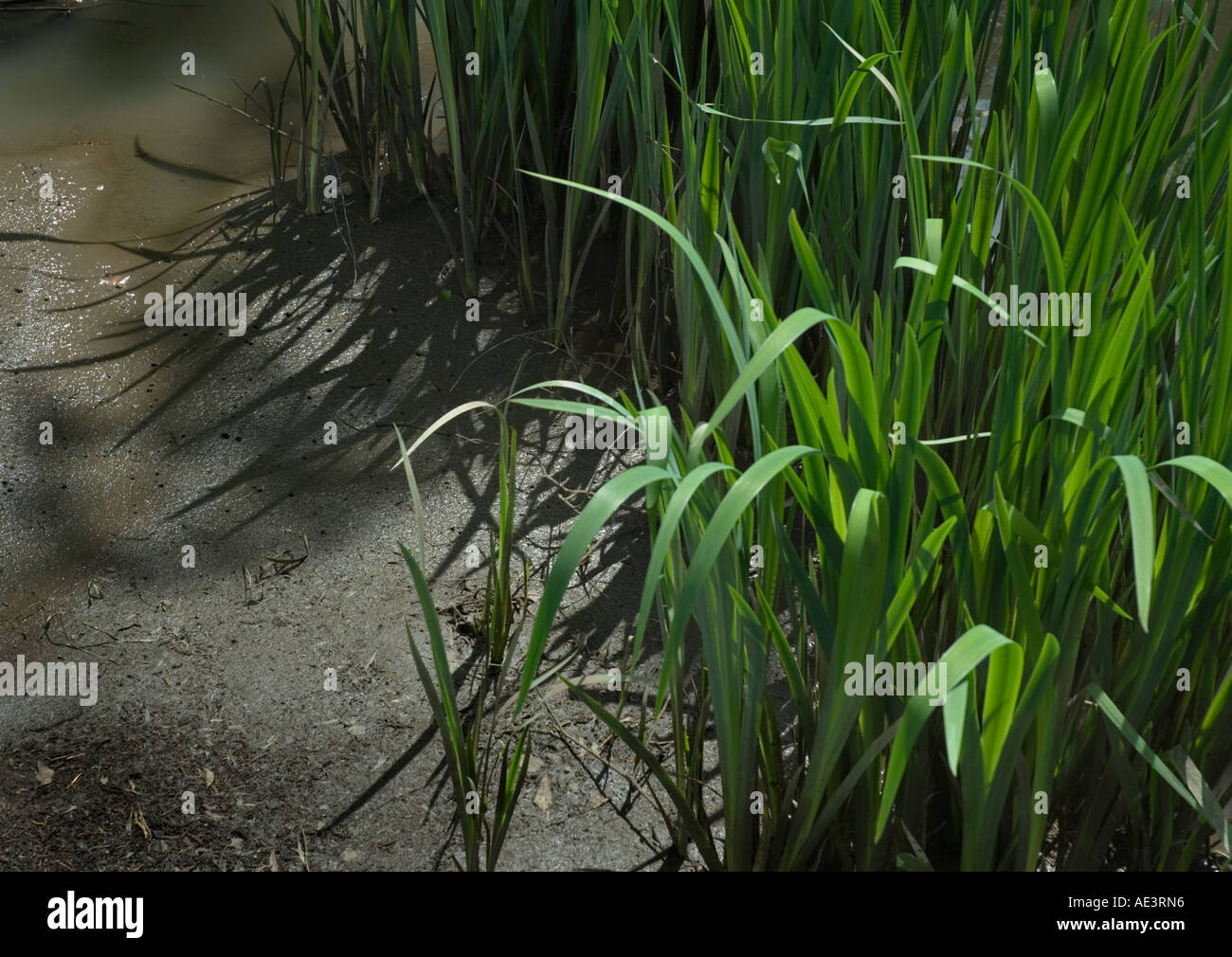 The rushes hi-res stock photography and images - Alamy