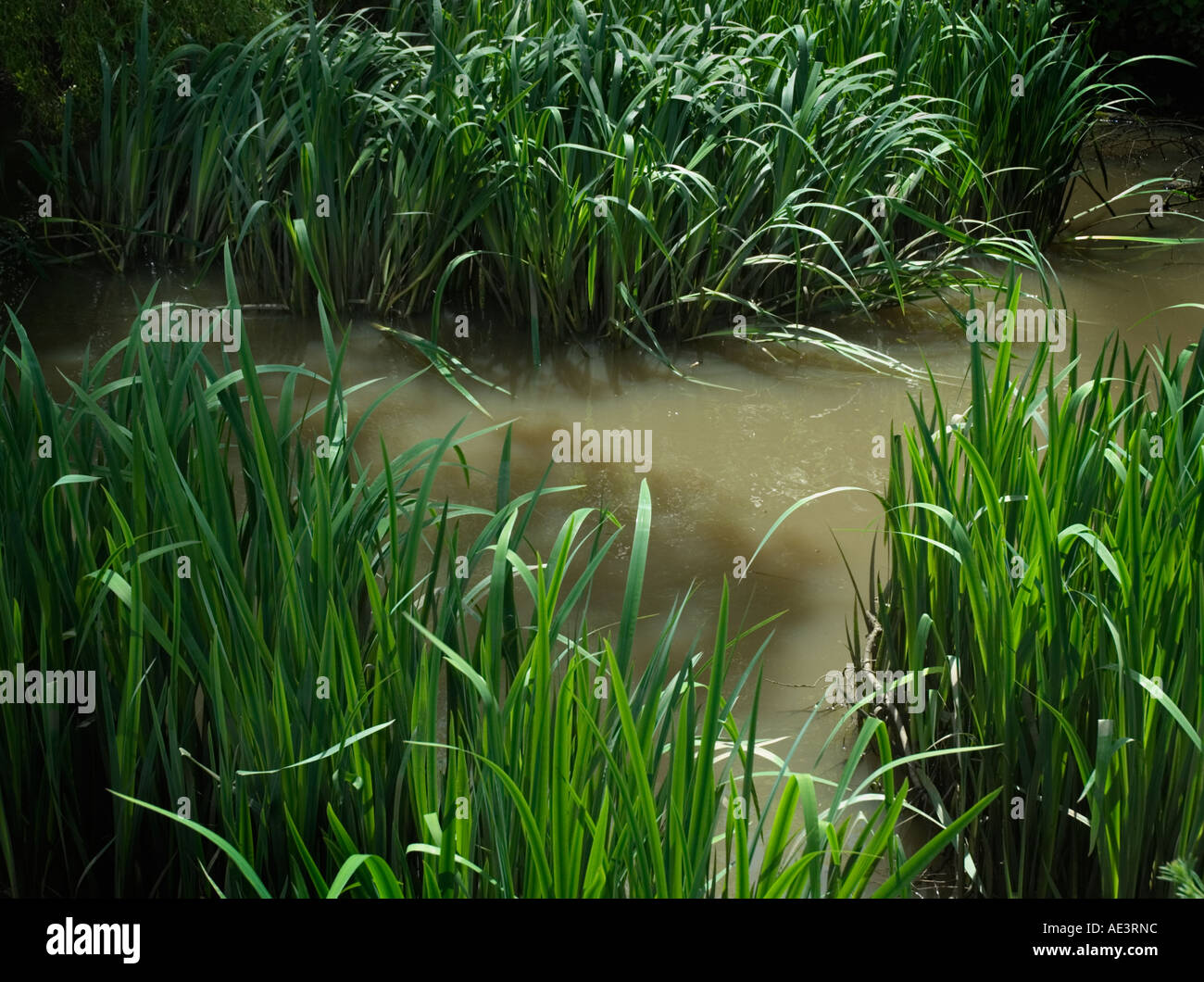 Small muddy pond with rushes hi-res stock photography and images - Alamy