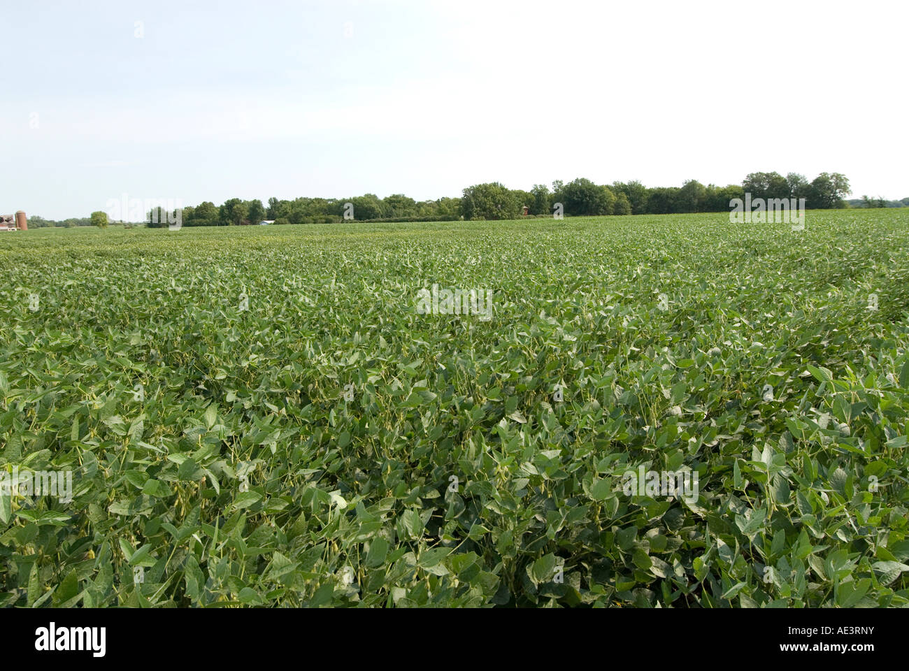 Minnesota agriculture corn and soybeans are the two main crops of ...