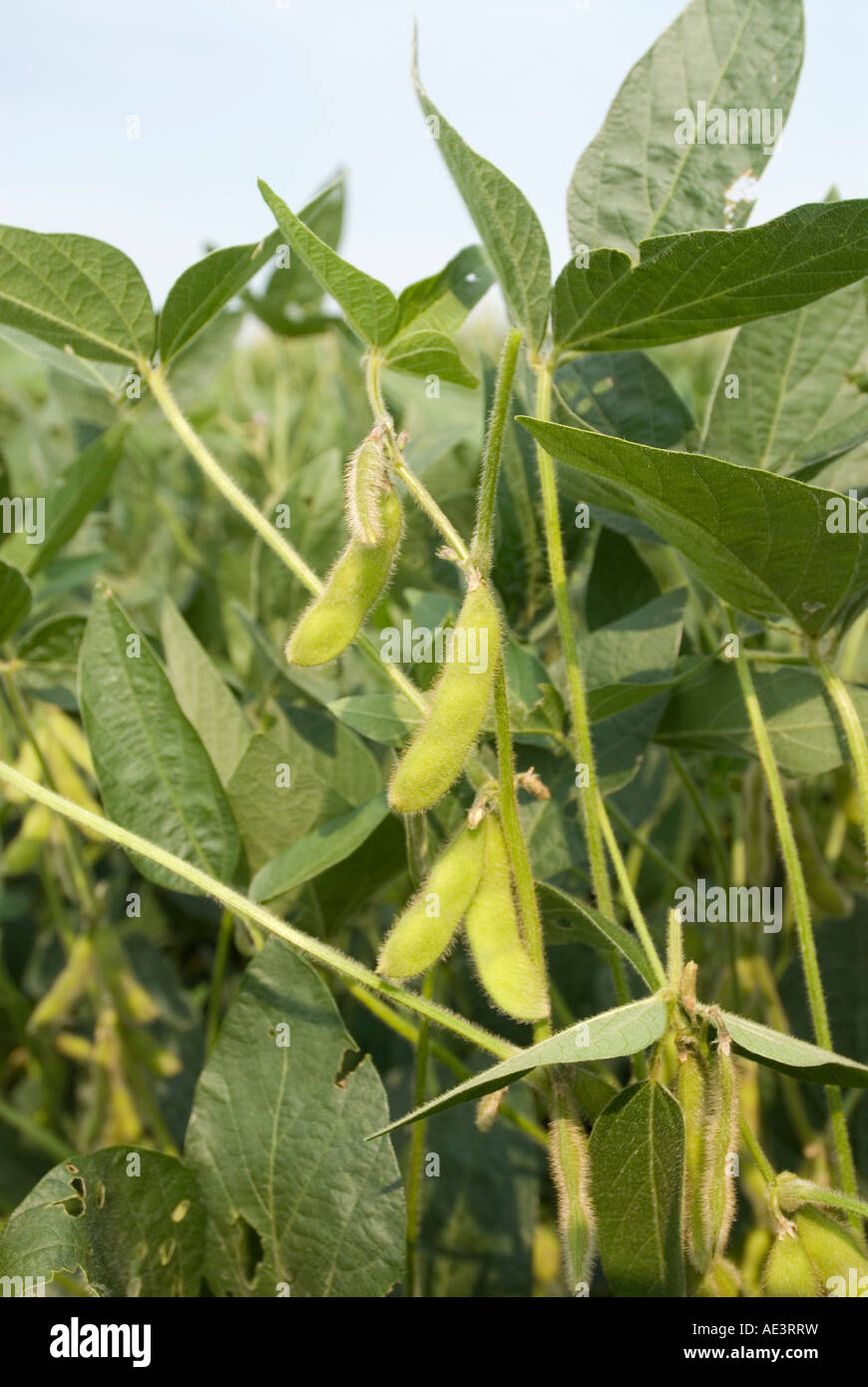 Minnesota agriculture corn and soybeans are the two main crops of ...