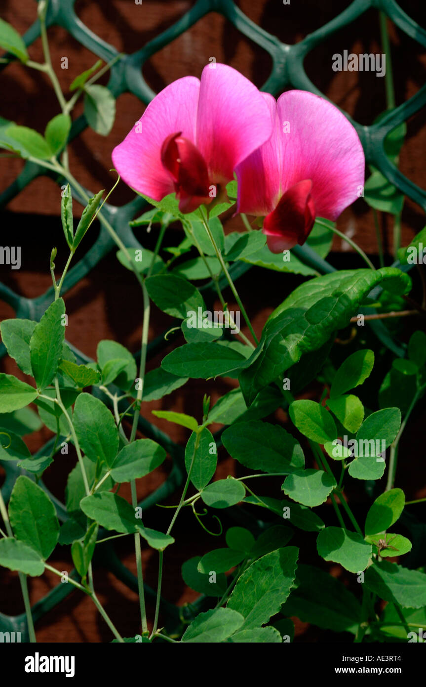 Pea type flowers hi-res stock photography and images - Alamy