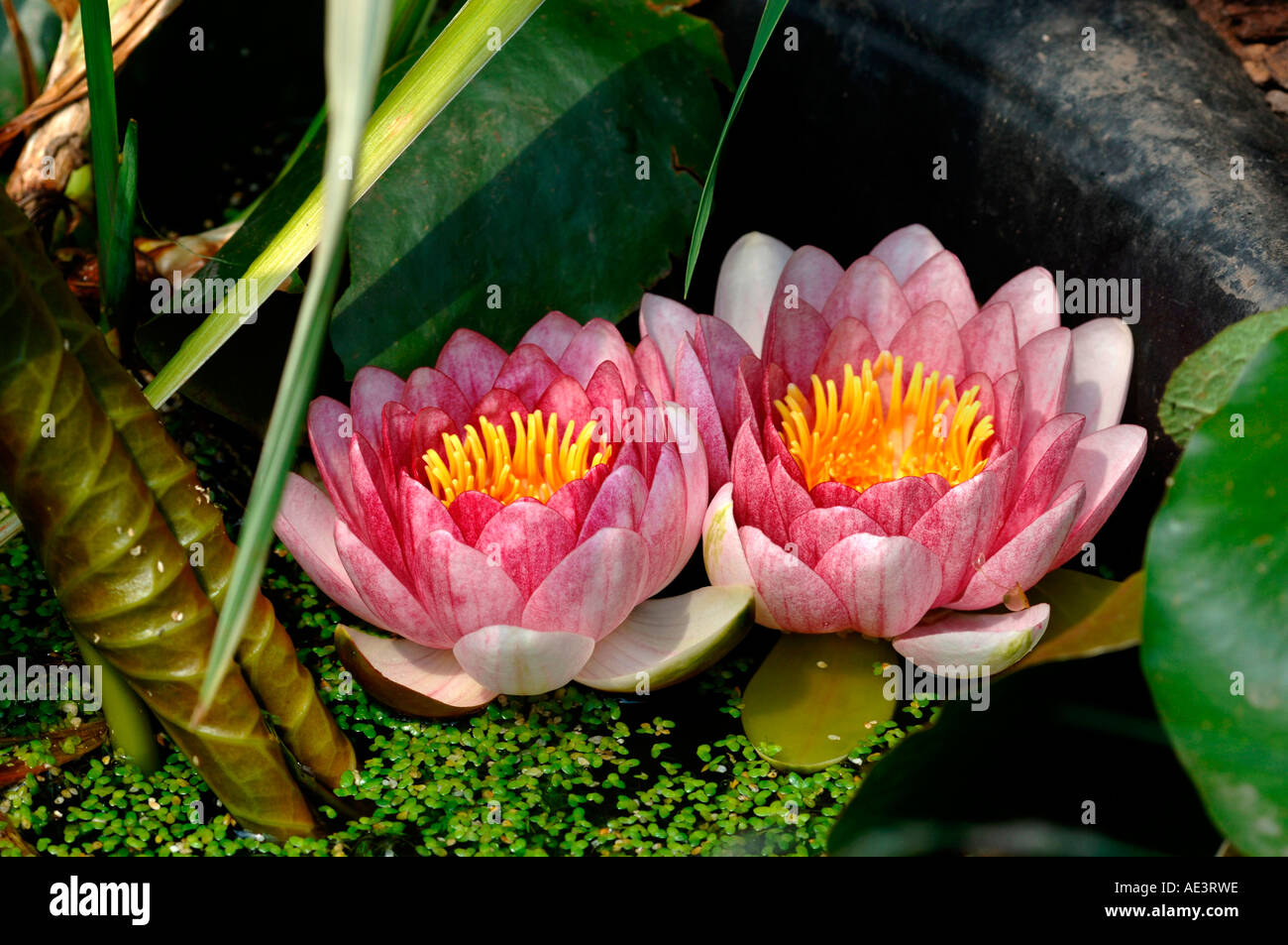 Garden pond with water lilies design hi-res stock photography and images - Alamy