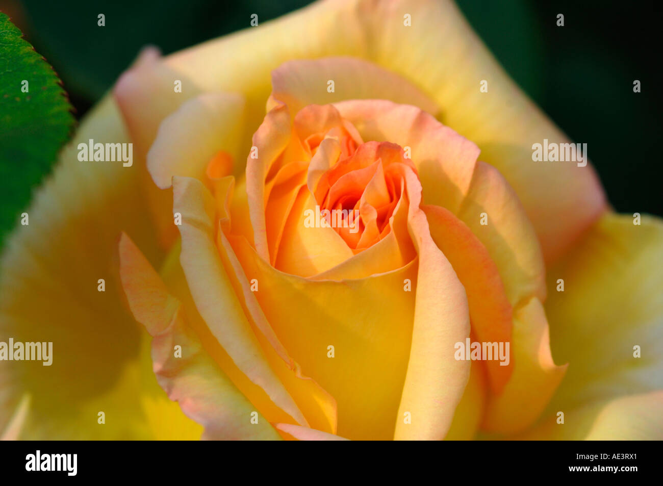 Detailed image of yellow rose hi-res stock photography and images - Alamy