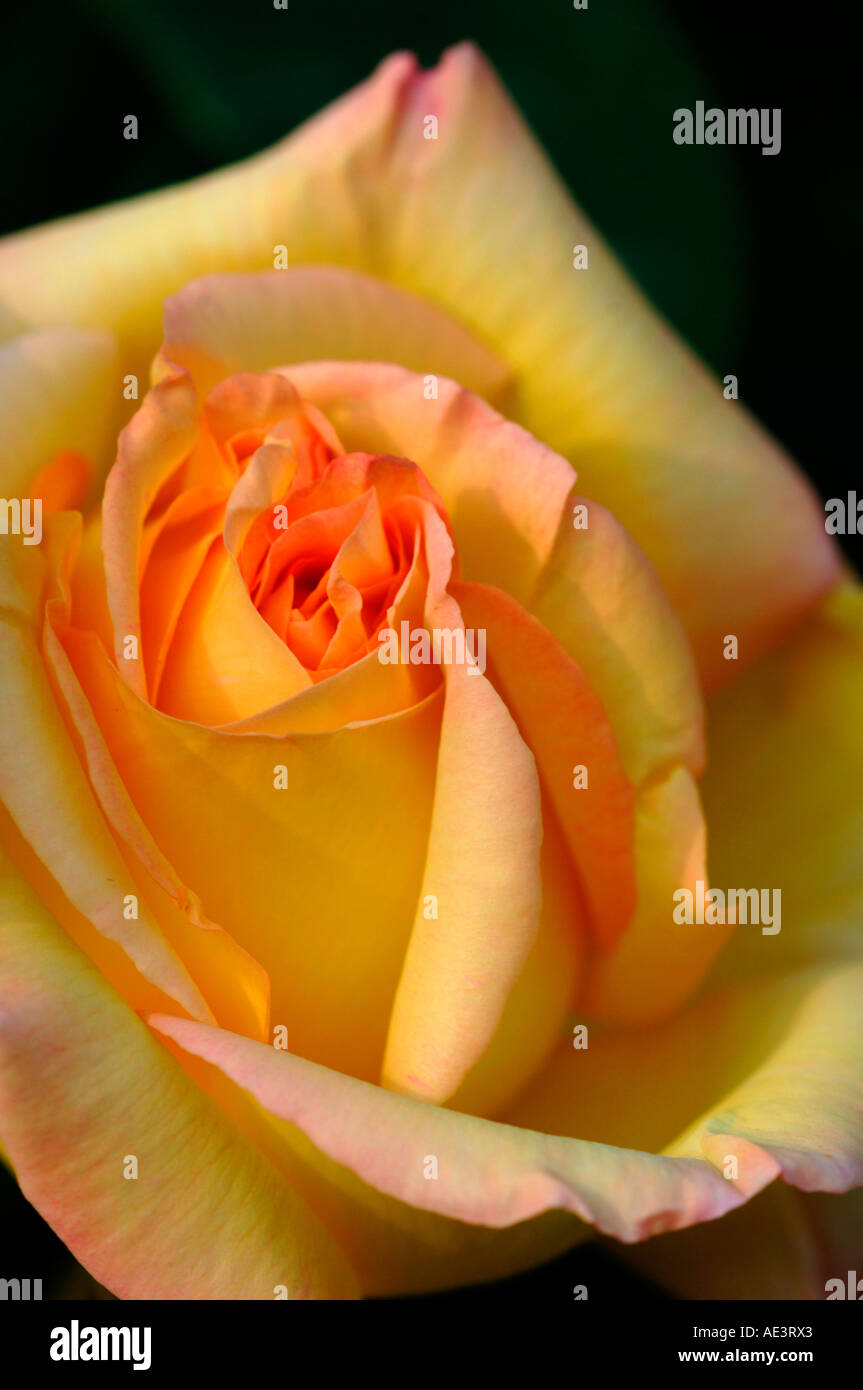Detailed image of yellow rose hi-res stock photography and images - Alamy