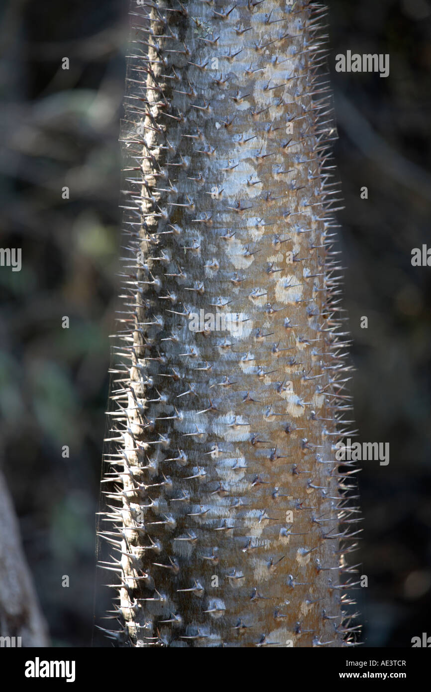 Detail of thorn tree in the Andohahela National Park, Madagascar Stock ...