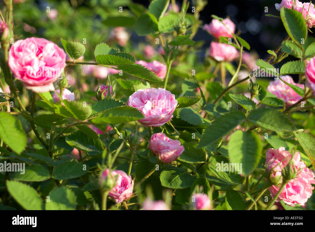 Historical Roses. Pompon de Bourgogne. Dijon 1836 Stock Photo - Alamy