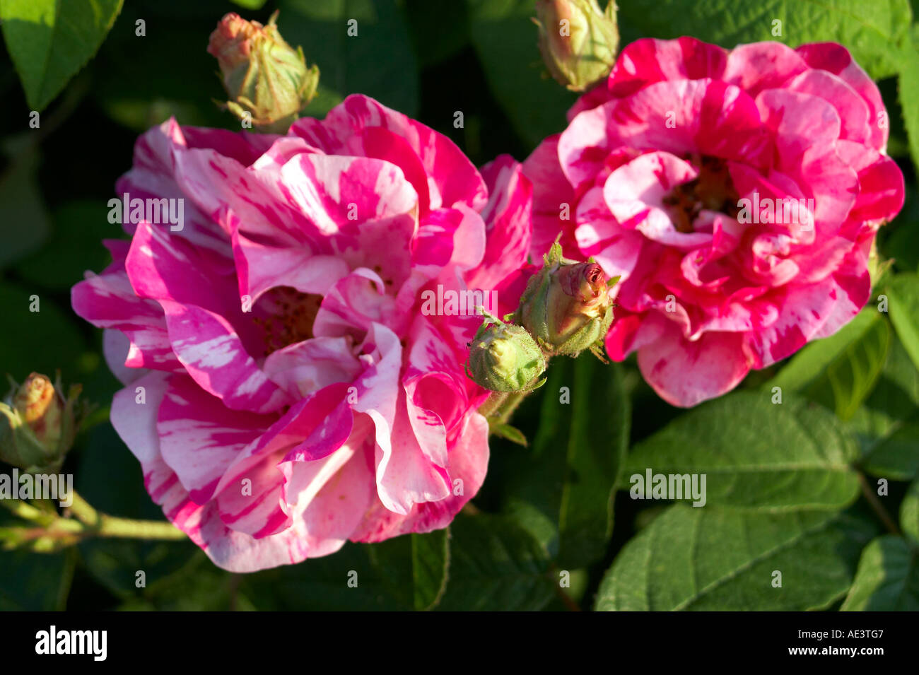 Historical Roses. Rosa mundi. 1581 Stock Photo - Alamy