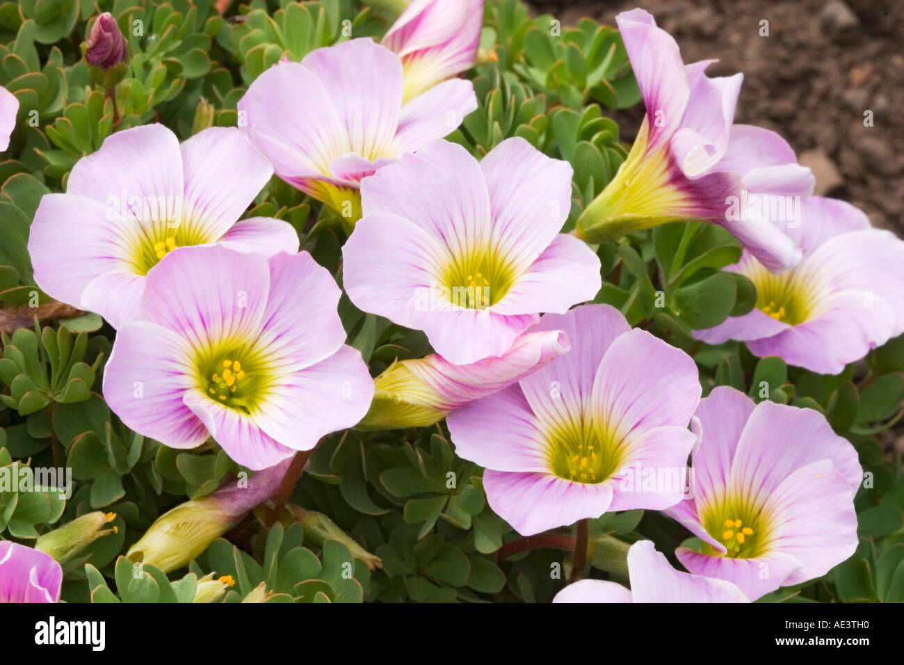 Oxalis Enneaphylla Rubra Oxalidaceae Common name Oxalis Rubra or ...