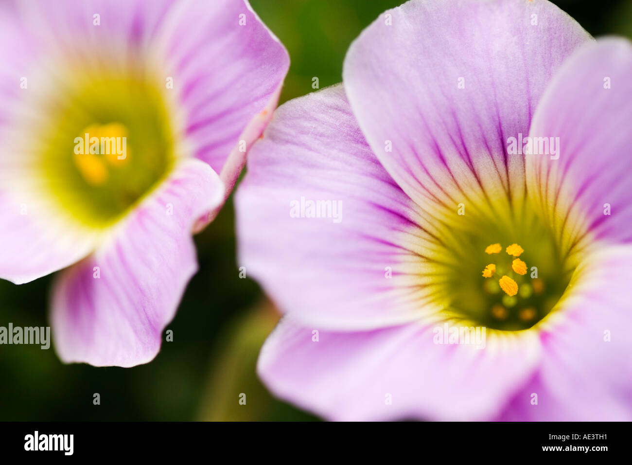 Oxalis Enneaphylla Rubra Oxalidaceae Common name Oxalis Rubra or ...