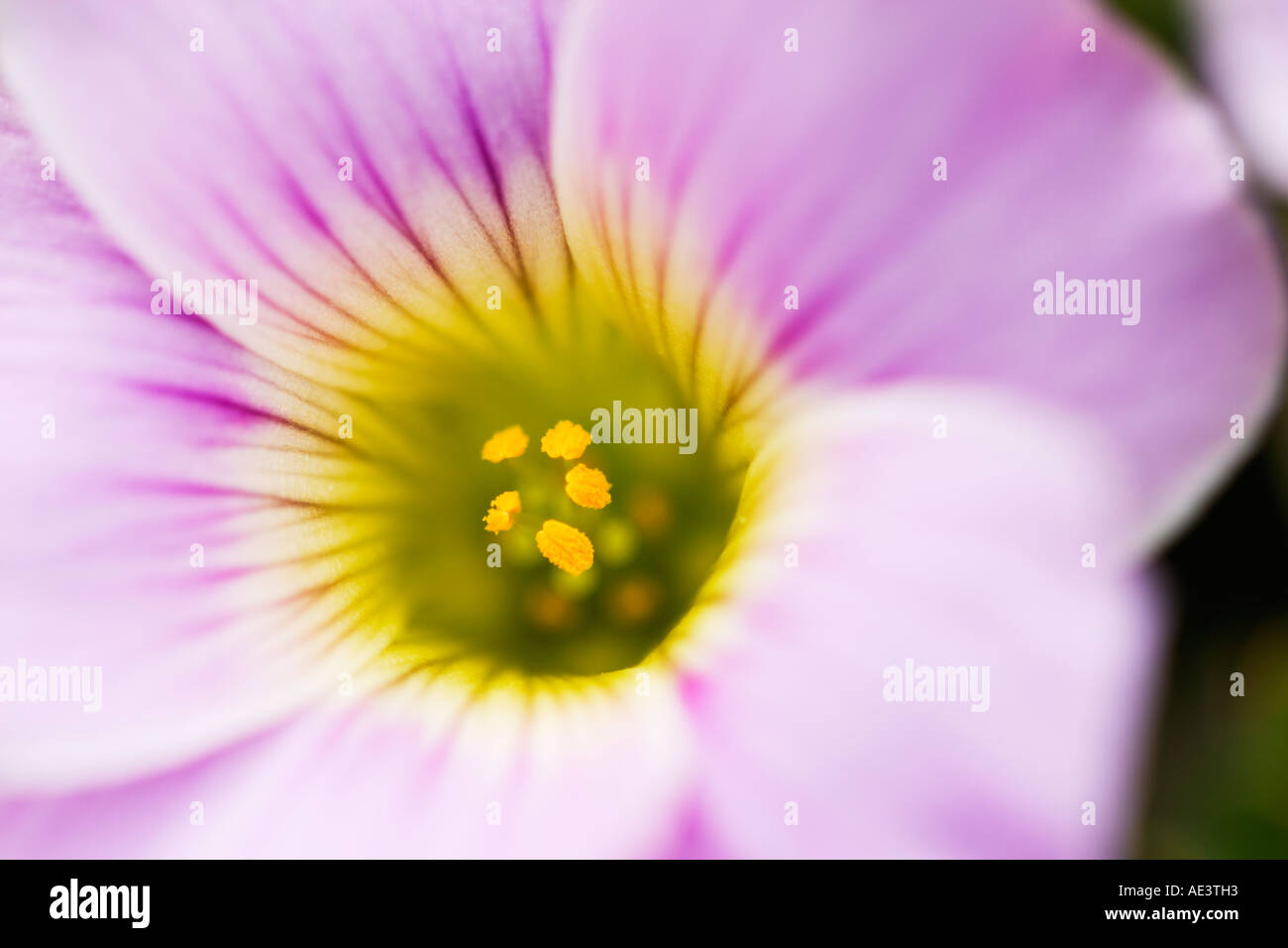 Oxalis Enneaphylla Rubra Oxalidaceae Common name Oxalis Rubra or ...