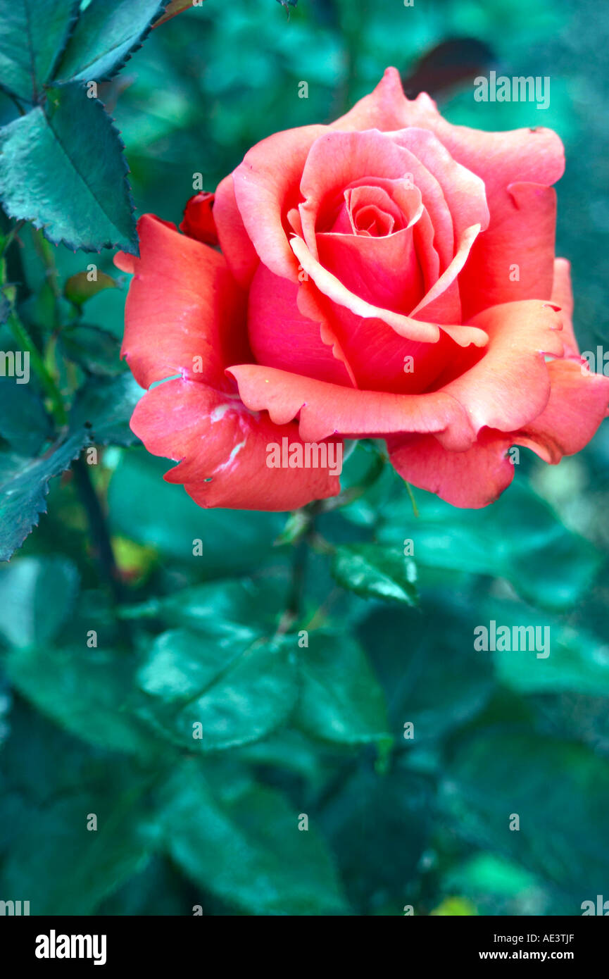 Lady rose hi-res stock photography and images - Alamy