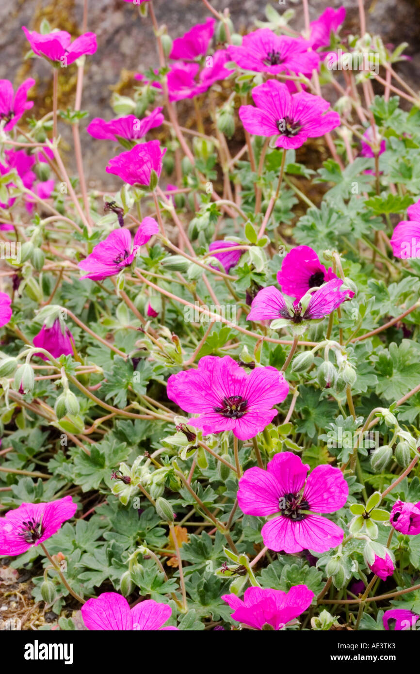 Geranium Cinereum Subcaulescens Family Geraniaceae Common name Black ...
