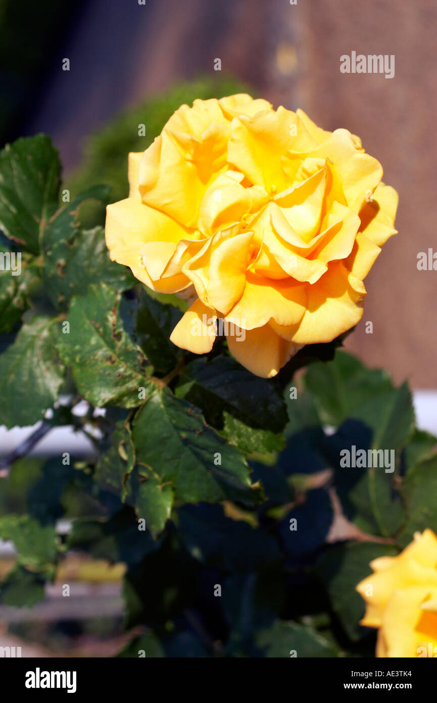 Harkness roses hi-res stock photography and images - Alamy