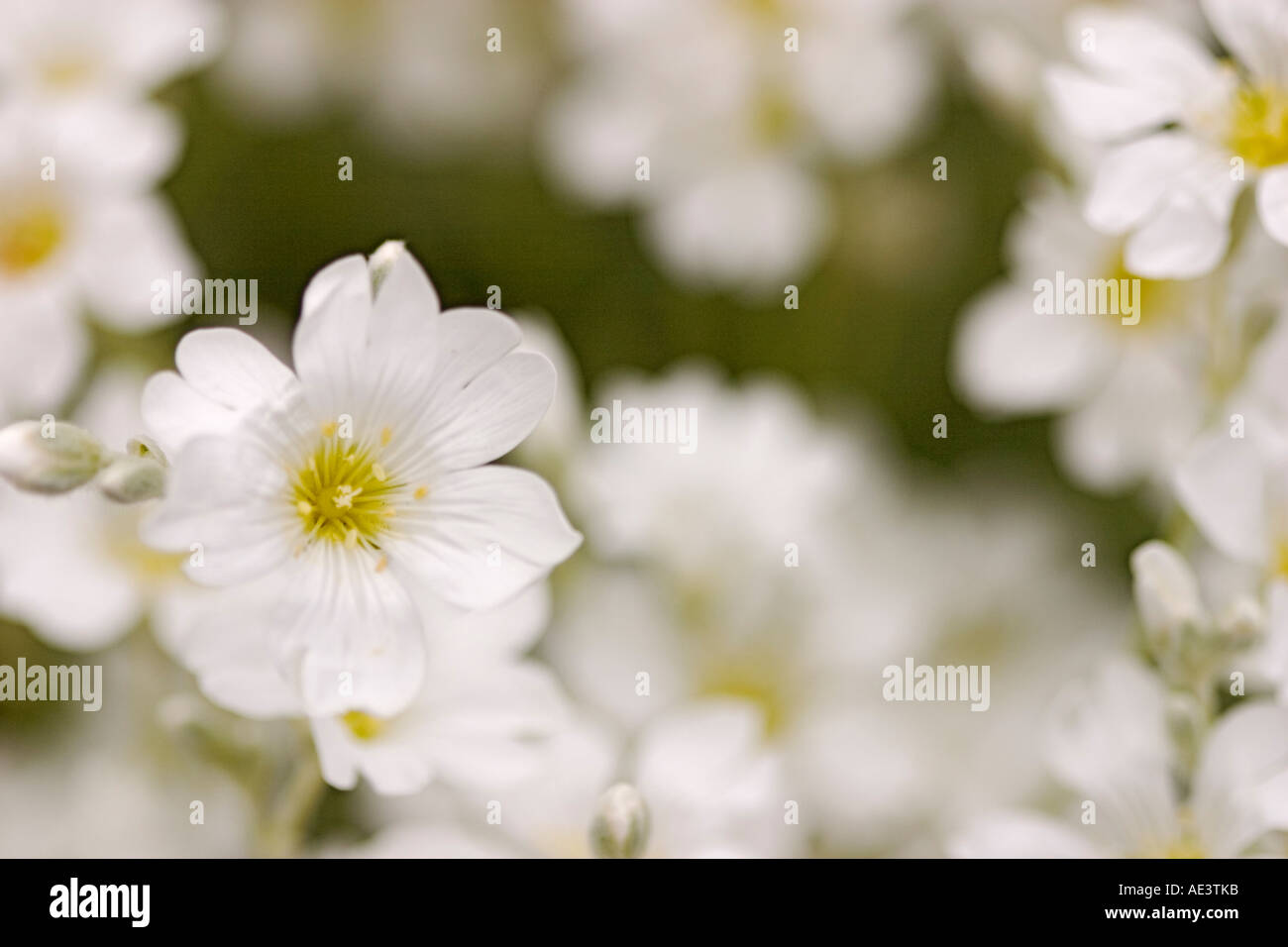 Family caryophyllaceae hi-res stock photography and images - Alamy