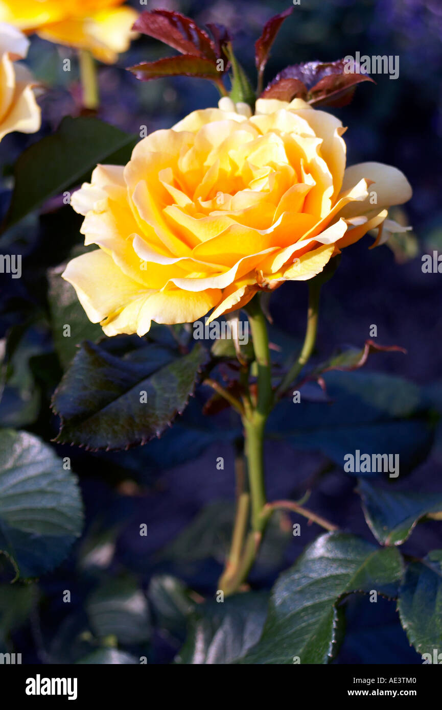 Rose amber queen hi-res stock photography and images - Alamy