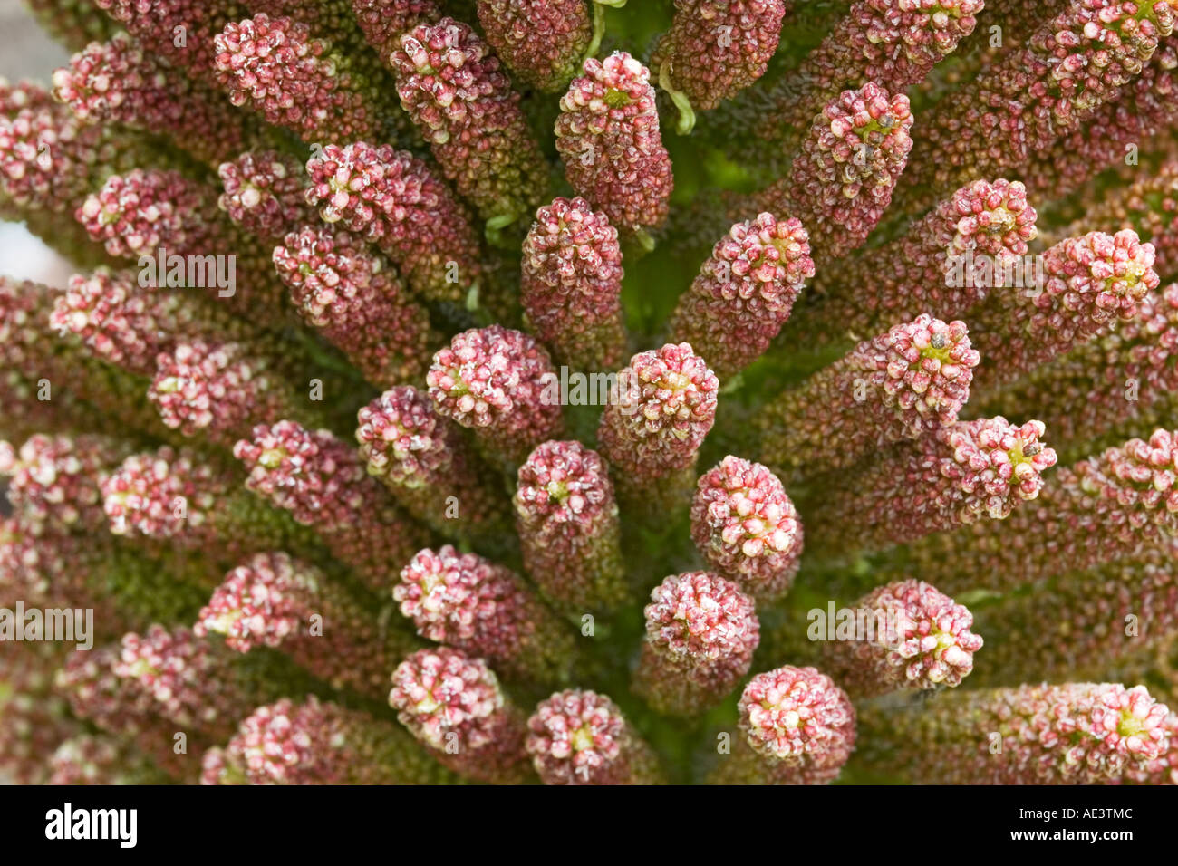 Gunnera Manicata Common Names Gunnera Chile Rhubarb Giant Rhubarb Genus ...