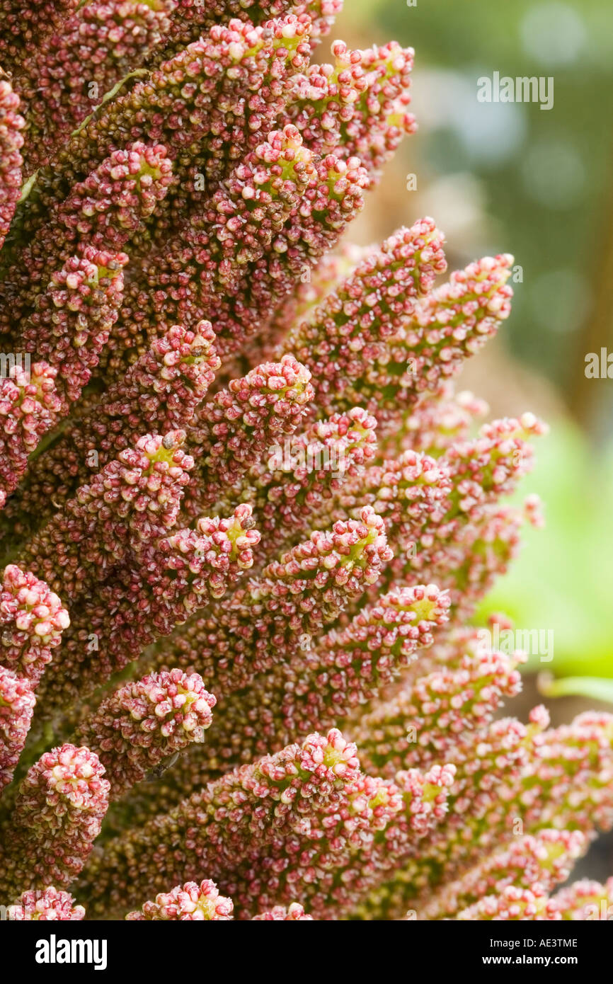 Gunnera Manicata Common Names Gunnera Chile Rhubarb Giant Rhubarb Genus ...