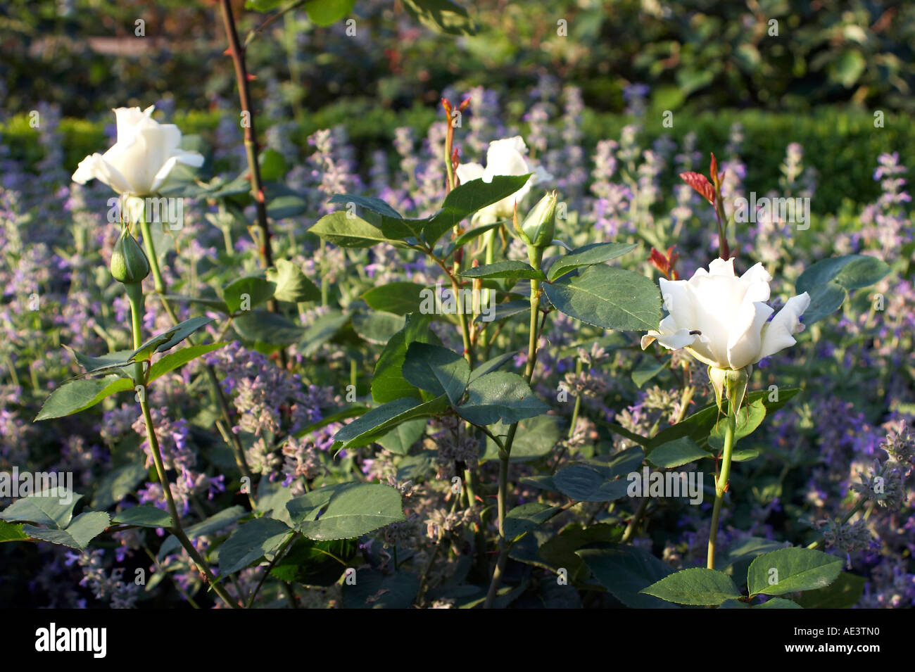 Hybrid Teas. Hidalgo Stock Photo - Alamy