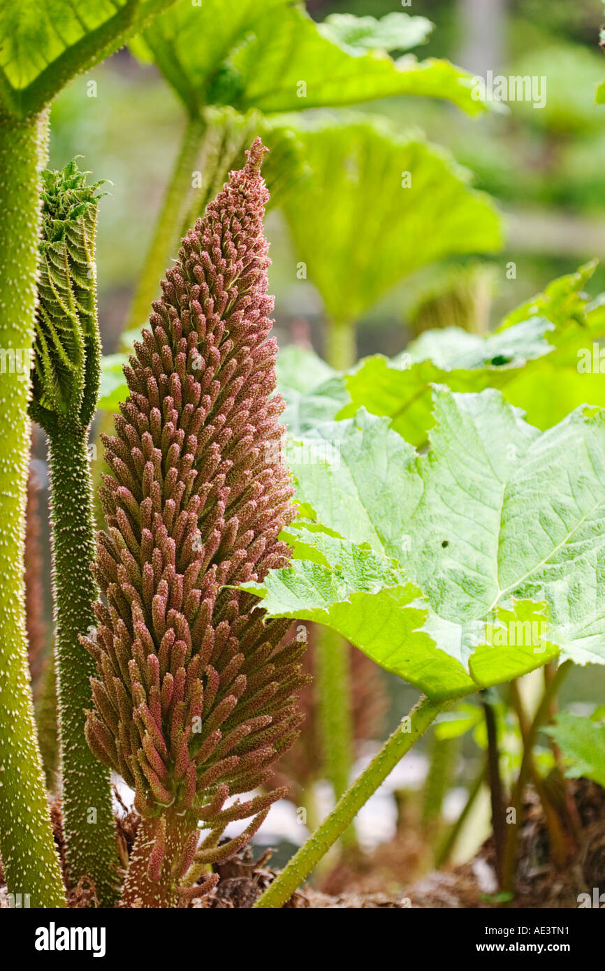 Gunnera Manicata Common Names Gunnera Chile Rhubarb Giant Rhubarb Genus ...