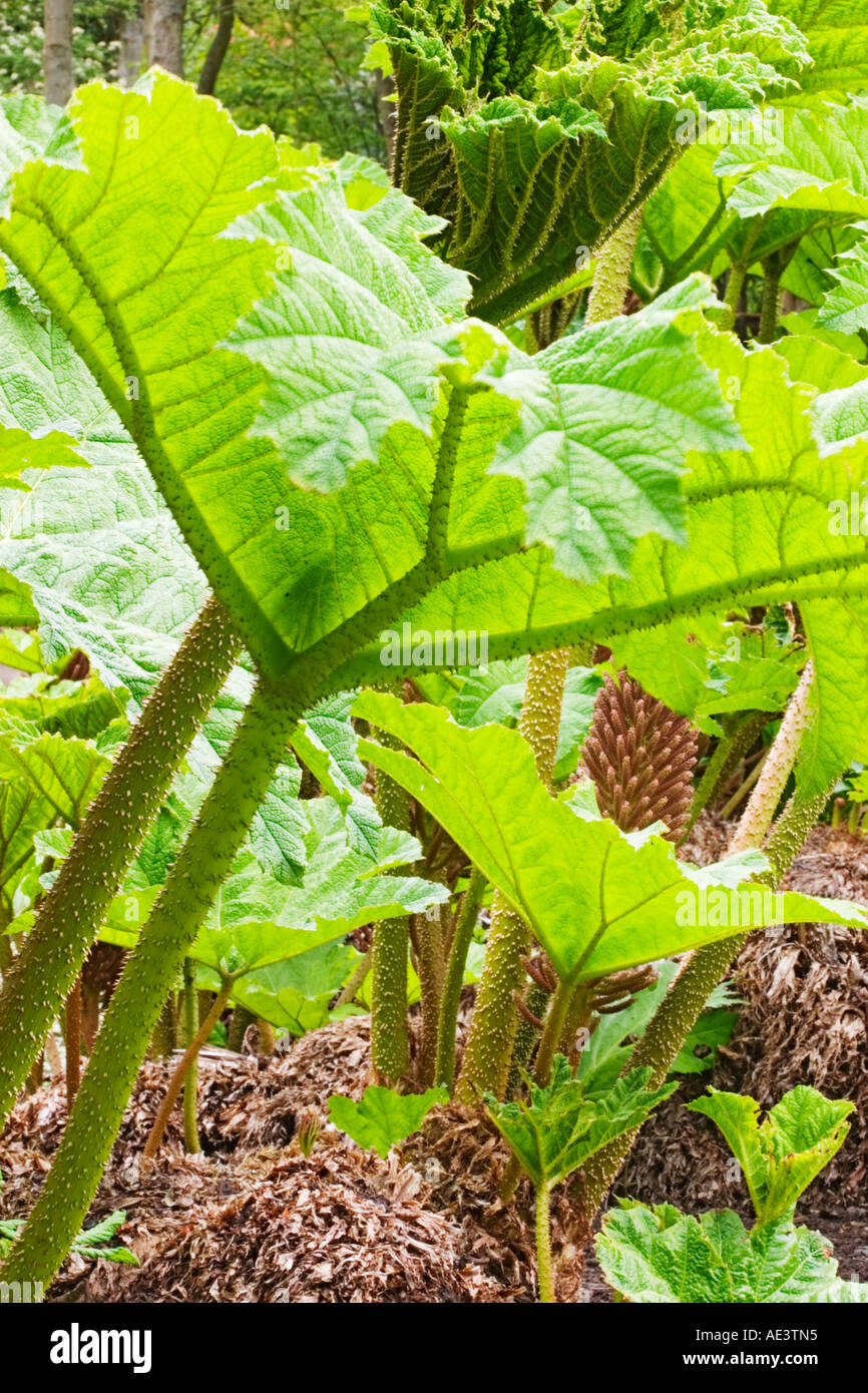 Gunnera Manicata Common Names Gunnera Chile Rhubarb Giant Rhubarb Genus ...