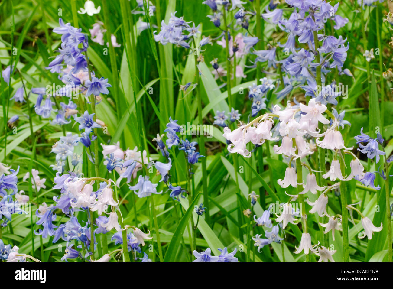 Hyacinthus Non Scripta High Resolution Stock Photography and Images - Alamy