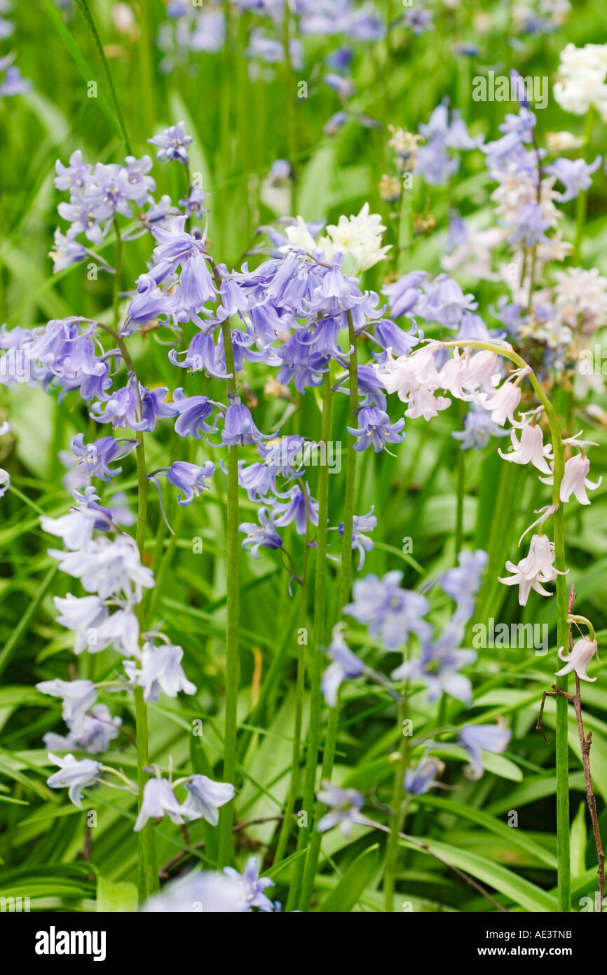 Hyacinthoides non scripta Hyacinthus nonscriptus Bluebell also known as ...