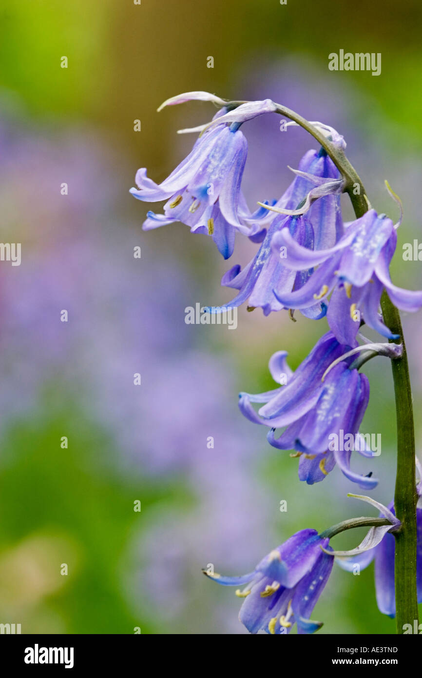Hyacinthoides non scripta Hyacinthus nonscriptus Bluebell also known as ...