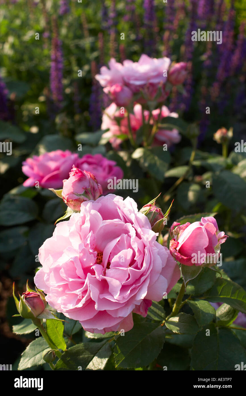 English Roses. Heritage. David Austin 1984 Stock Photo - Alamy