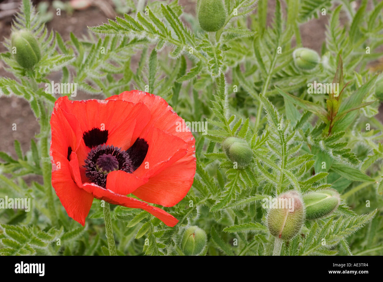 Papaver Orientale Family Papaveraceae Common name Oriental Poppy Stock ...