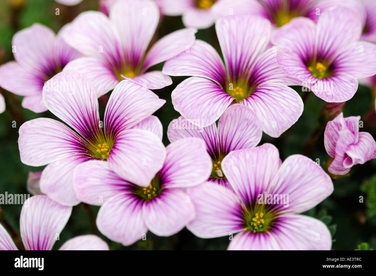 Family oxalidaceae hi-res stock photography and images - Alamy
