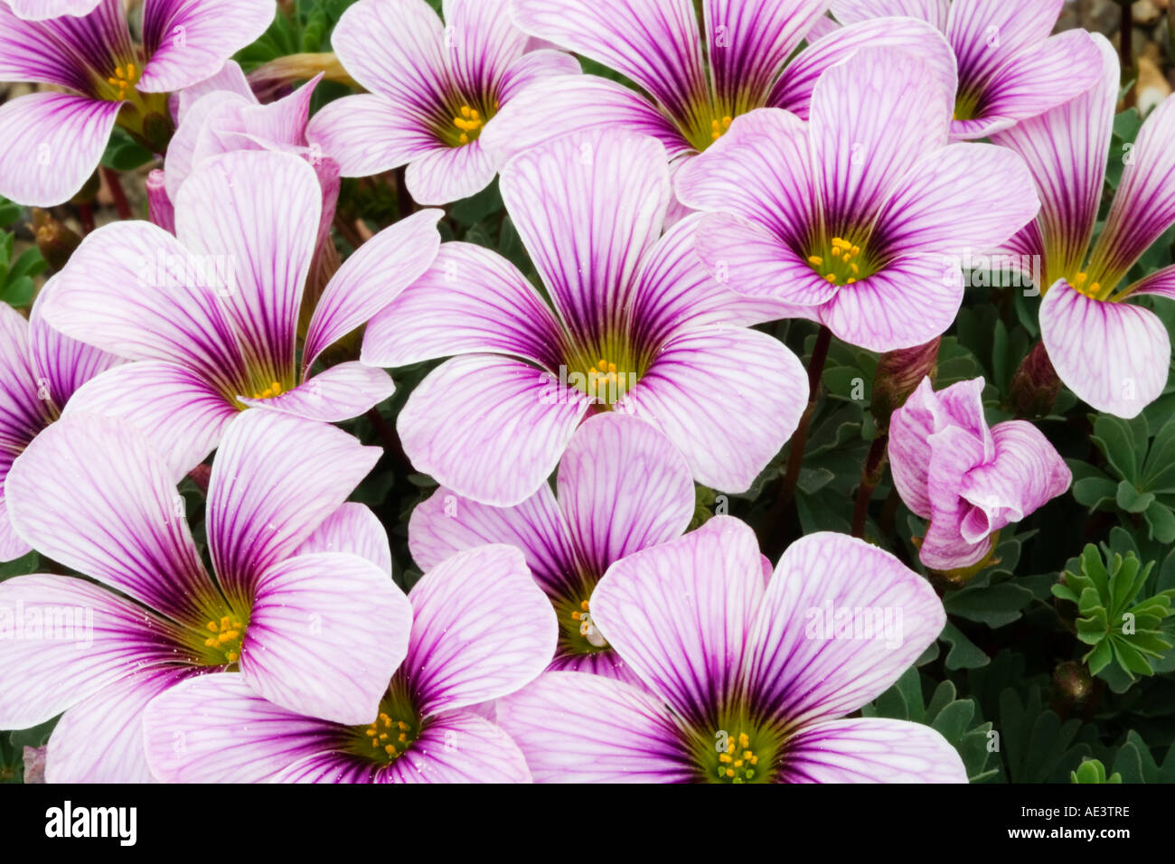 Oxalis Ione Hecker Family Oxalidaceae Stock Photo - Alamy