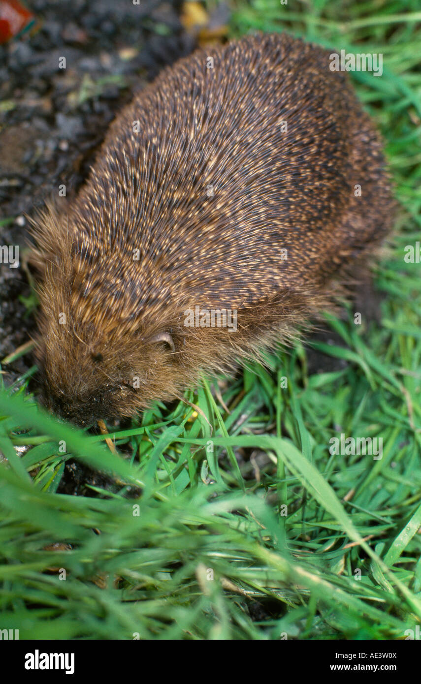 Hedgehog In Garden At Night Stock Photo - Alamy