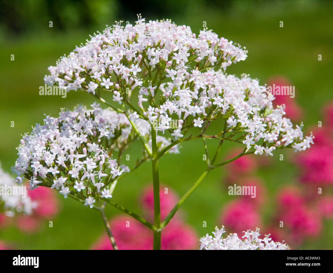 Valerian blooming Valeriana officinalis Stock Photo - Alamy