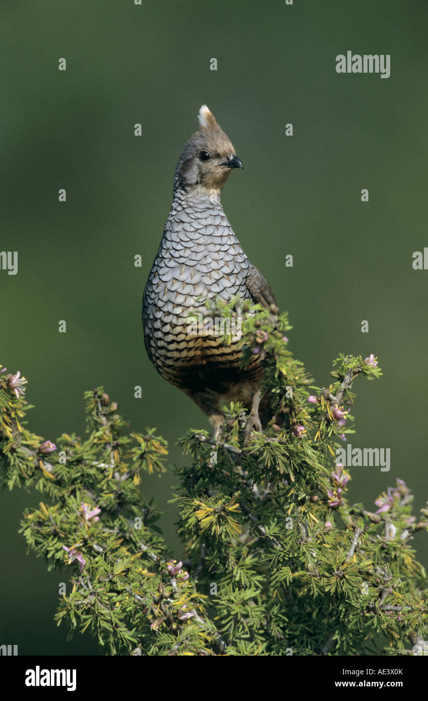 Scaled Quail Callipepla squamata adult on blooming Guayacan Guaiacum ...