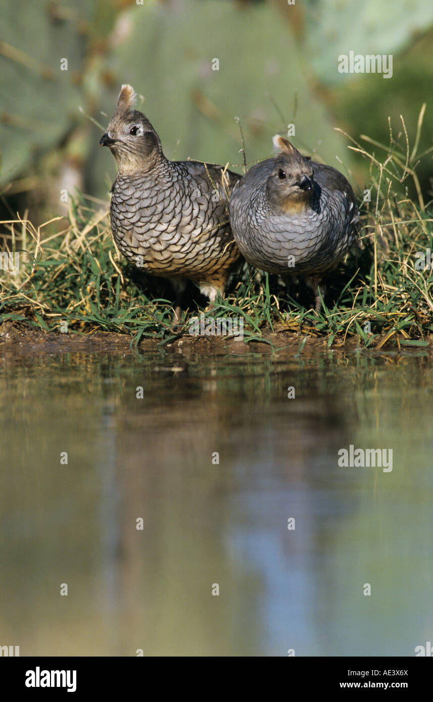 Scaled Quail Callipepla squamata pair at pond drinking Starr County Rio ...