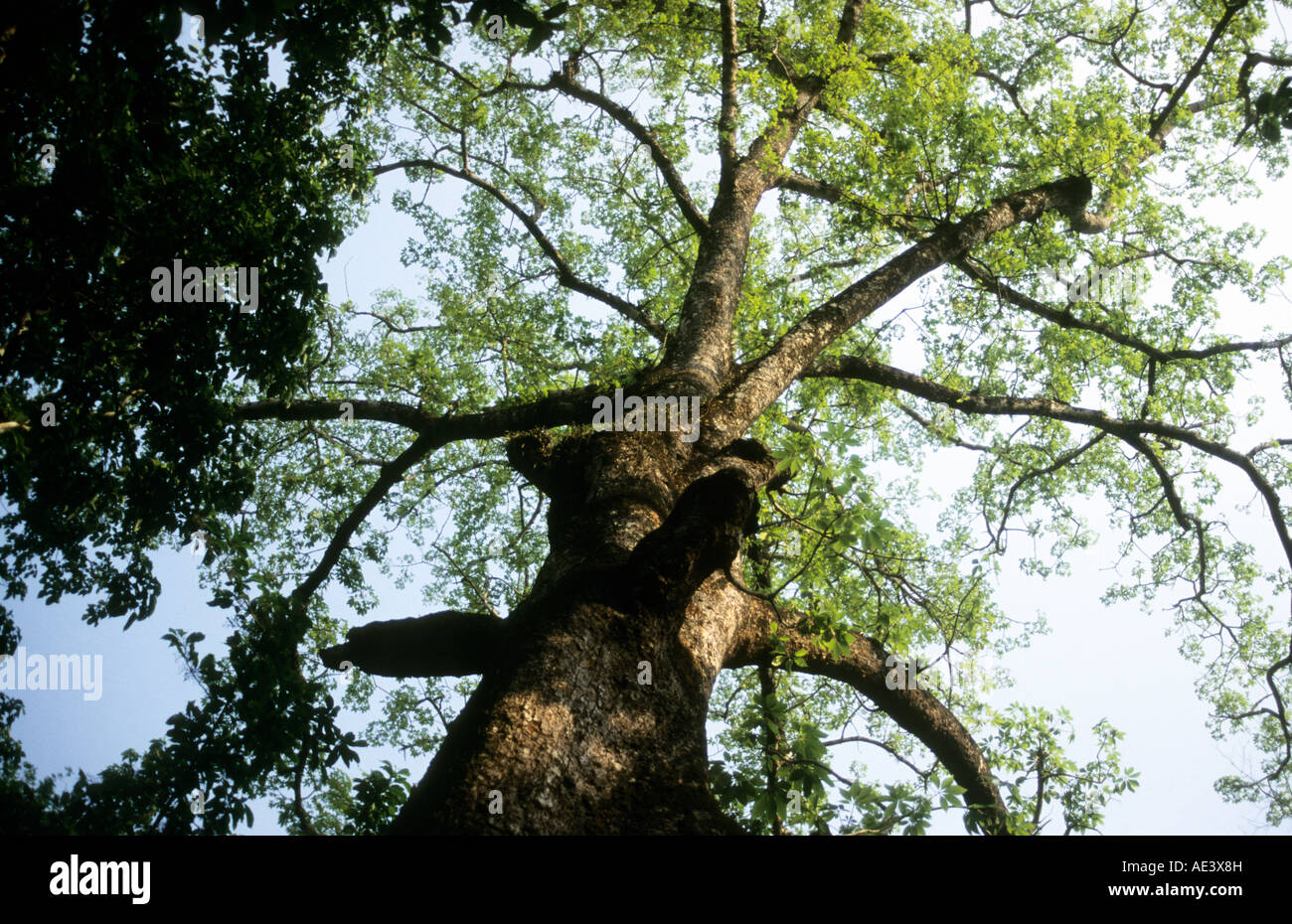 Silk Cotton Tree Ceiba at Jonathan Baylee blog