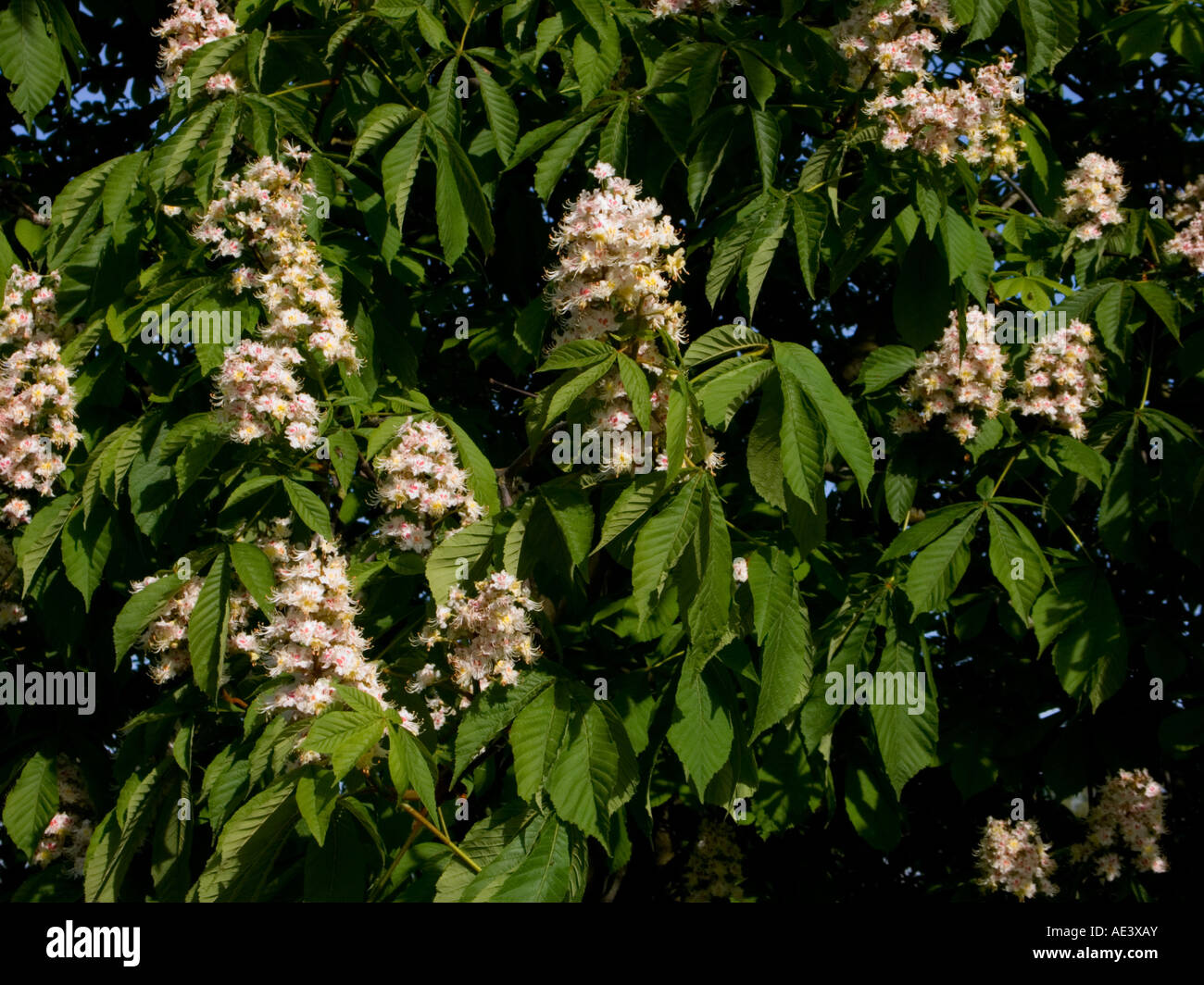 White chestnut tree in bloom Stock Photo - Alamy