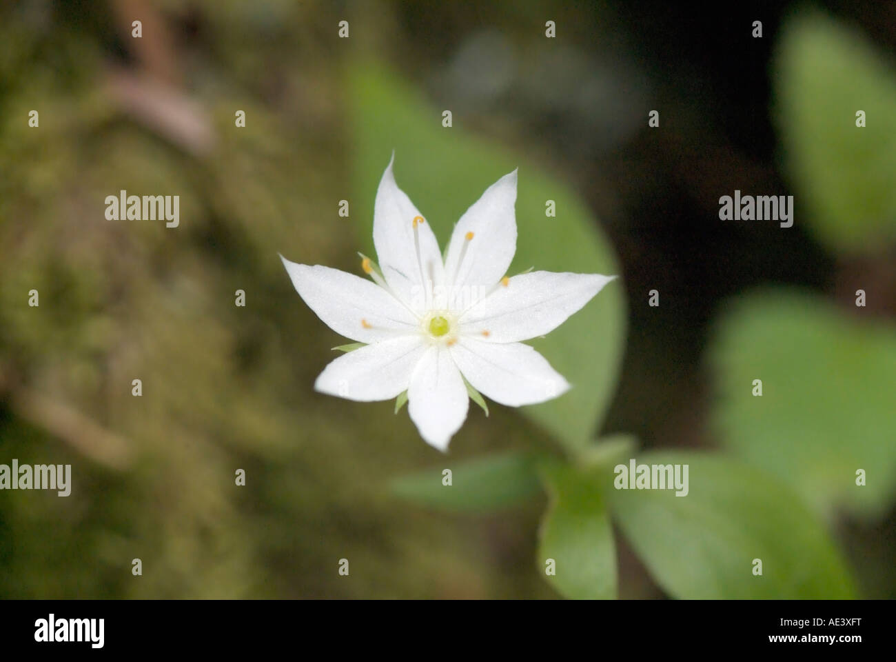 Starflower -Trientalis borealis Stock Photo - Alamy