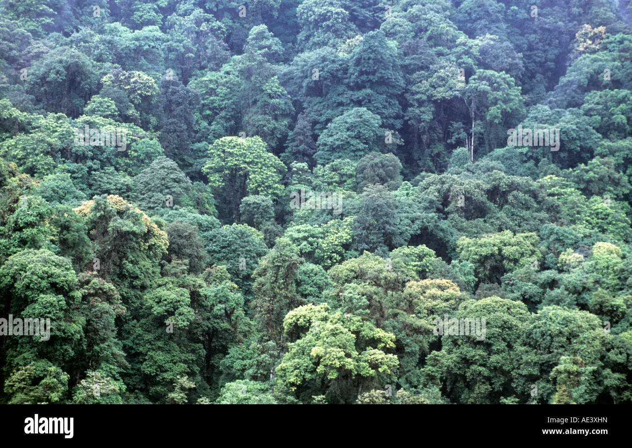 Evergreen Forests of Sikkim (Eastern Himalayas Stock Photo - Alamy
