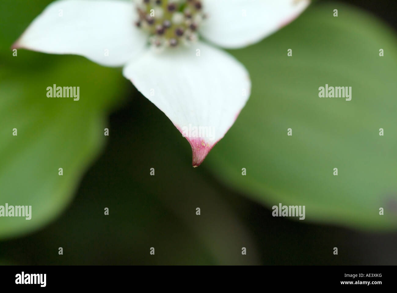 Bunchberry -Dogwood Cornus canadensis Stock Photo - Alamy