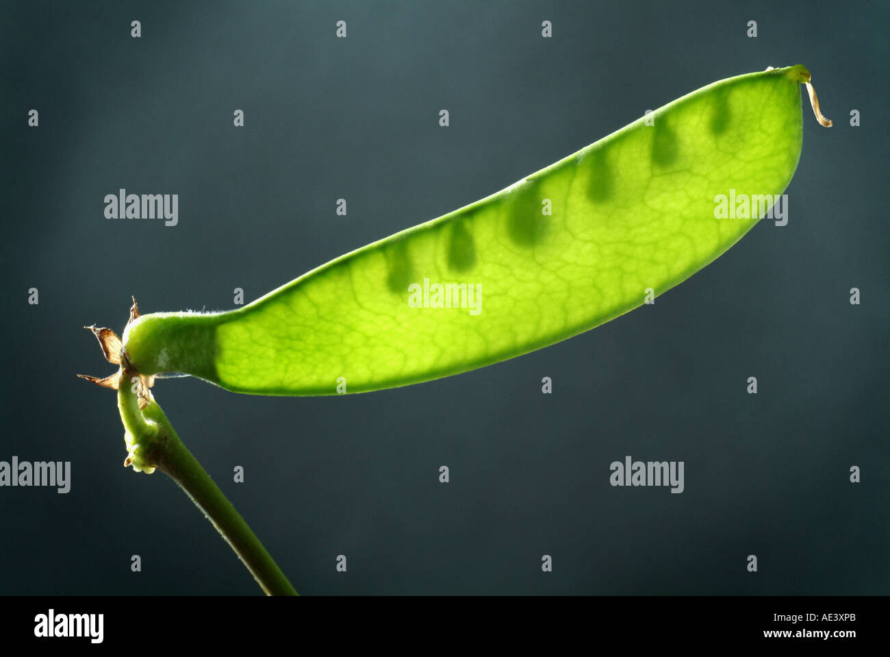 Little black seeds hi-res stock photography and images - Alamy