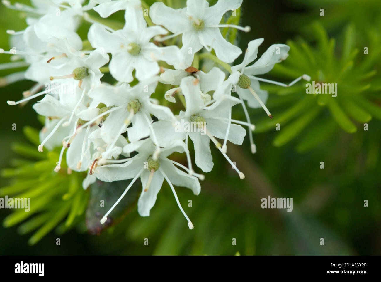 Ledum groenlandicum hi-res stock photography and images - Alamy
