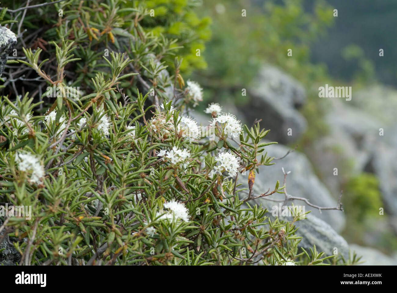 Bog labrador tea hi-res stock photography and images - Alamy
