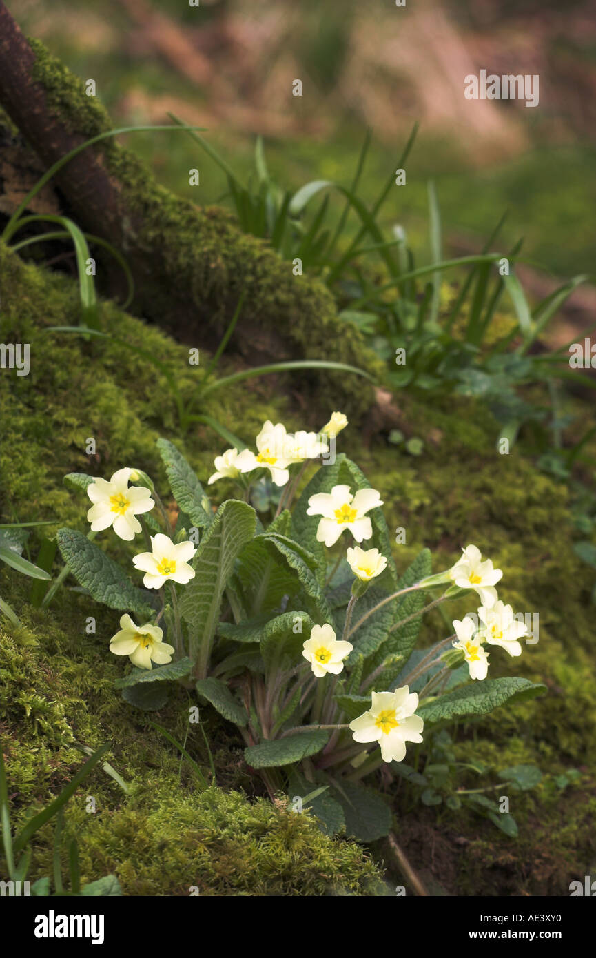 vertical photo of Primrose Primula vulgaris on mossy tree trunk in ...