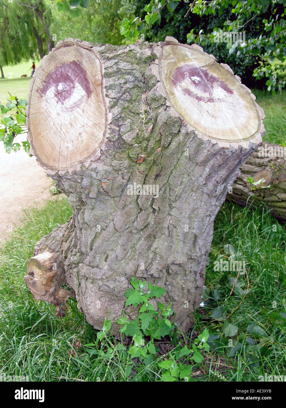Tree With Eyes Stock Photo - Alamy