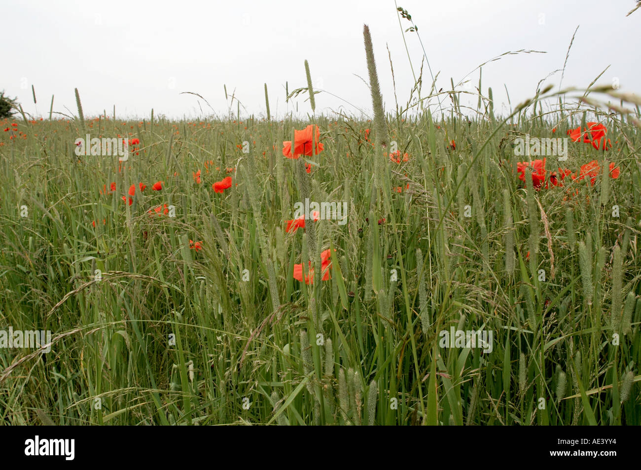 poppy fields Field of flowering poppies,, land, farm, farmland, farm ...