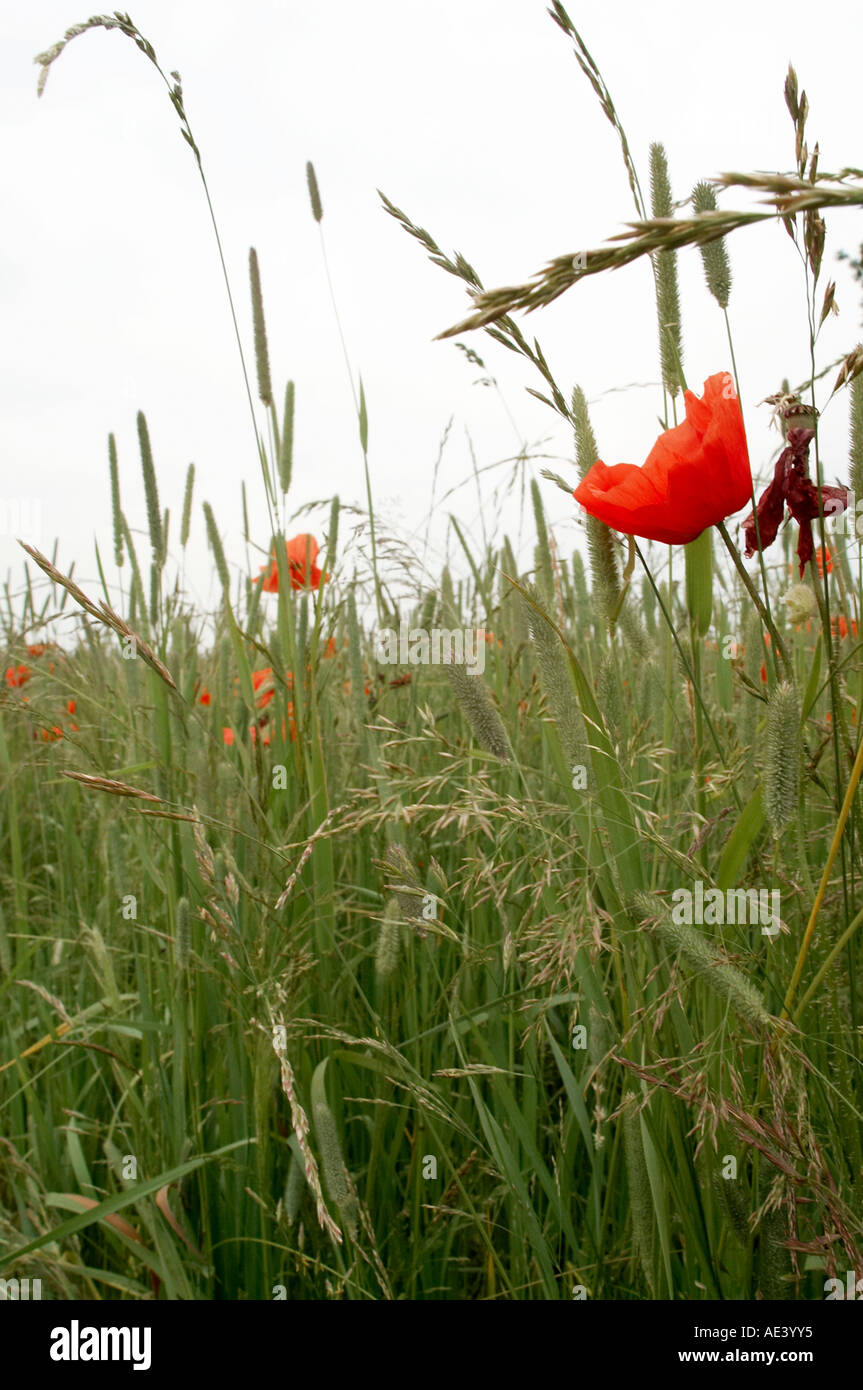 Poppy fields field popy of hi-res stock photography and images - Alamy